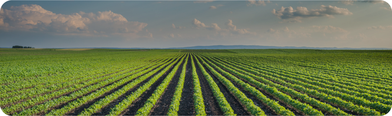 Onnu Biochar | UK-made Premium Biochar Solutions for Soil Health